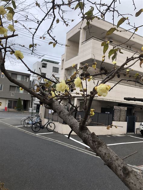 ウインヒメユリ引退 ウマ好きランナーの泣き笑い