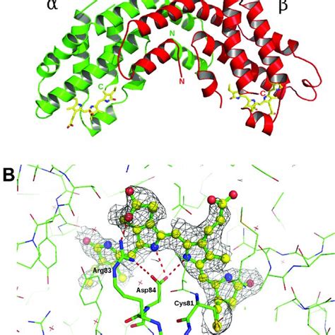 Spectroscopic Characterization And Oligomerization State Of Download Scientific Diagram