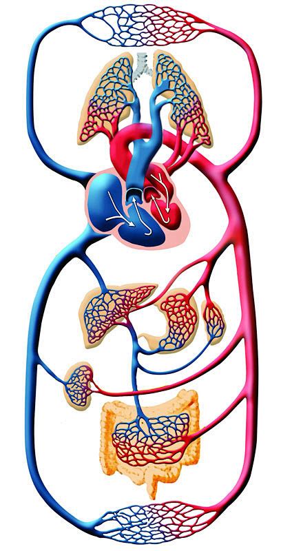 人体血液循环系统