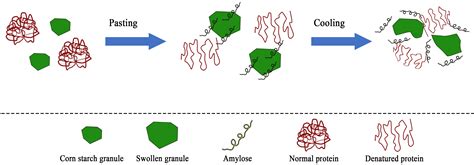 Gels Free Full Text Physicochemical Pasting And Thermal Properties Of Native Corn Starch