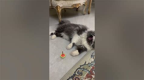 جیگرای من Youtube