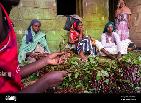 Importance Of Chewing Khat At John Tabarez Blog