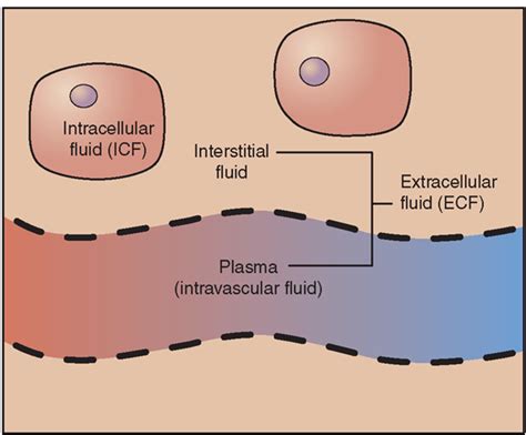 Major Fluid Compartments Intracellular Fluid Icf Is Fluid Within Cells… Fluid And
