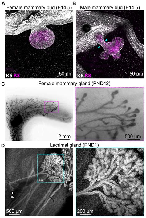Examples Of Events That Occur In Mouse Epithelial Tissues During