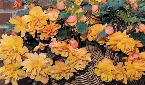 Begonia Pendula Cascade Type