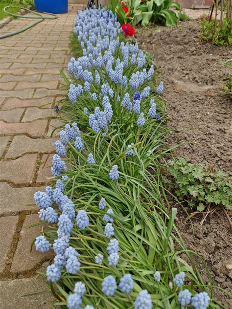 Мускари армянский (70 фото)