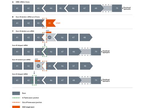Exon Skipping Therapy For Duchenne Muscular Dystrophy