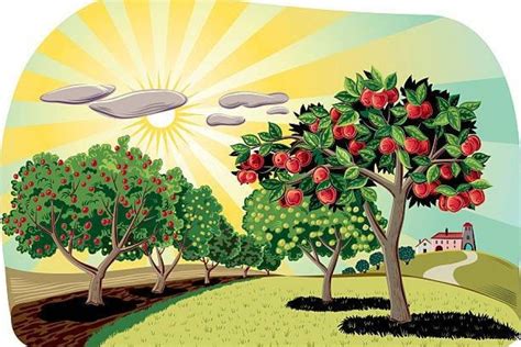 Фруктовый сад клипарт 41 фото