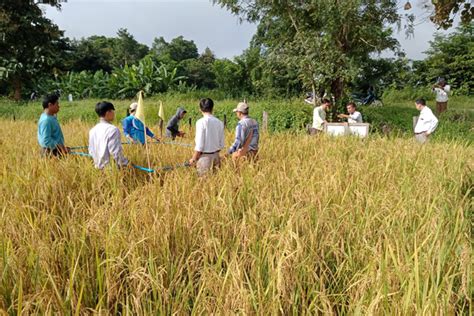 ၂၀၂၃ခုနှစ် မိုးစပါးရာသီတွင် မောက်မယ်မြို့နယ်၌ မျိုးသန့်ပွားမျိုးစေ့ Rs မိုးစပါးစံကွက်ရိတ်သိမ်း