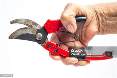 정원 Secateurs를 사용 하 여 수석 여자의 오른손 흰색 배경에 고립 된 나무 가지를 절단 깨진 빨간색 정리 전단 정원 도구 개념 가지치기에 대한 스톡 사진 및 기타
