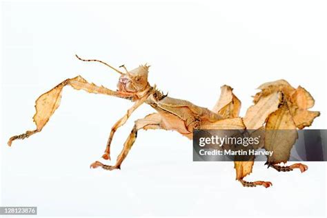 Stick Bug Photos And Premium High Res Pictures Getty Images