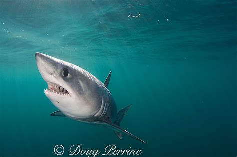 Porbeagle Shark