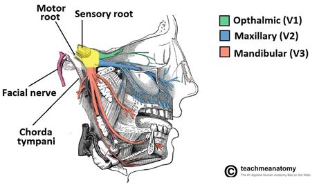 Trigeminal Neuralgia And The Upper Cervical Spine — Jarek Esarco D C
