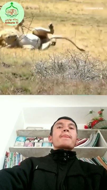 شیر فرشته مرگش را می بیند سبحانالله Youtube