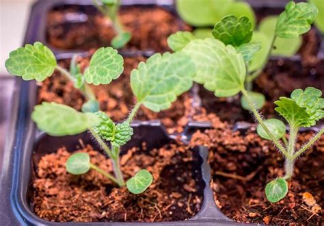 Molucella Photo Care Species Description Reproduction Rich Farmer