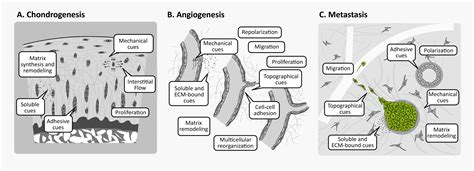 3d Vs 2d Cell Culture A Comprehensive Comparison And Review Cell Culture Collective