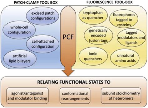 Patch Clamp Fluorometry Electrophysiology Meets Fluorescence