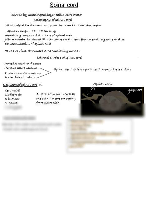 Solution Topography Of Spinal Cord Studypool