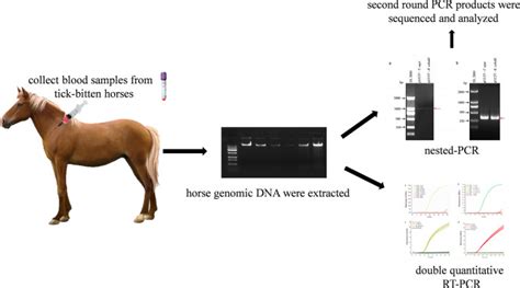 Development Of Nested Pcr And Duplex Real Time Fluorescence