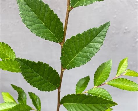 Propagating Your Siberian Elm Step By Step Guide