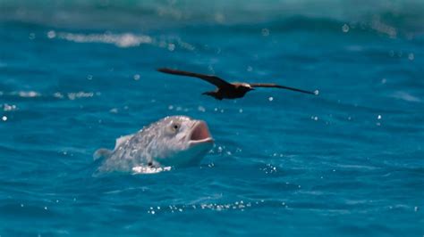 Bbc One Blue Planet Ii Series 1 One Ocean Bird Eating Fish Takes To The Air