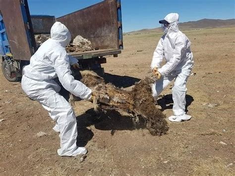 Улсын хэмжээнд 16 5 сая м кв талбайг ариутгахад 1 0 тэрбум төгрөг зарцуулжээ