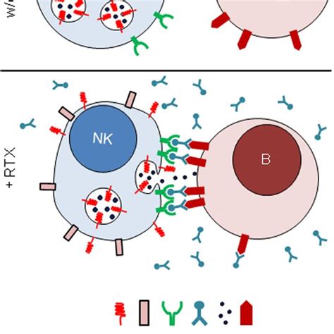 Obinutuzumab Induced Stronger Effects Than Rituximab A B Pbmcs From Download Scientific