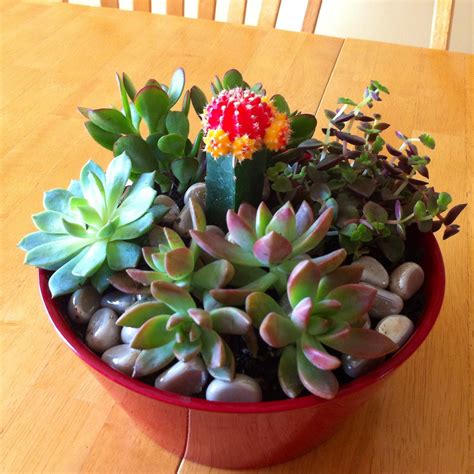 Pin On Gardening Cactus Arrangement Succulents Indoor Cactus Garden