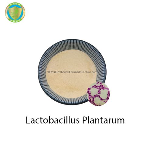 Wholesale Bulk Food Grade Lactobacillus Plantarum Powder - China ...