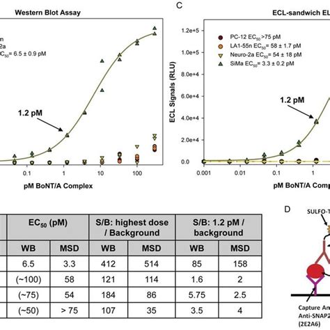 Pdf Botulinum Neurotoxin Serotype A Specific Cell Based Potency Assay To Replace The Mouse