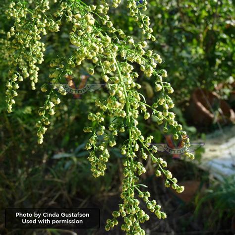 Sweet Annie Victory Seed Company