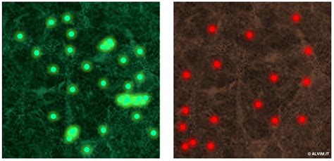 Schematic Microscopy View Of Cell Staining