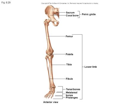 Upper Extremity Labeled Human Anatomy Web Site