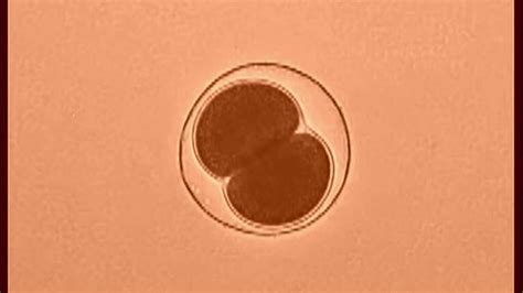 세포의 발견 네이버 Tv