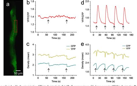 Figure 1 From Microfluidic Chip Based C Elegans Microinjection System For Investigating Cell