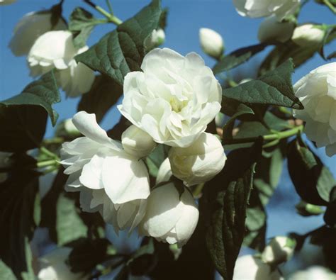 Mock Orange Varieties 12 Stunning Types Of Philadelphus Homes And
