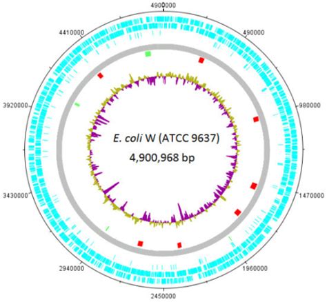 Genes Genomes And Chromosomes Flashcards Quizlet