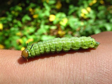 Rosy Maple Moth Larva Project Noah