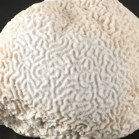 Fossilized Brain Coral Specimen Everything But The House