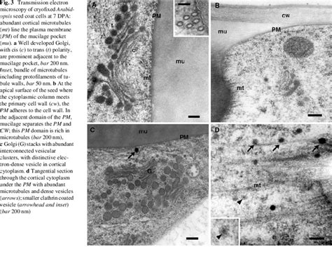 Transmission Electron Microscopy Of Cryowxed Arabidopsis Seed Coat
