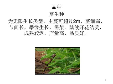 菜豆 ppt download