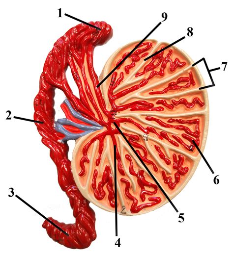 Testis Section Diagram Quizlet
