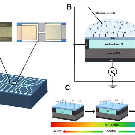 A Sensing Element Structure With 12 Individual Transistors Nanobelt Download Scientific