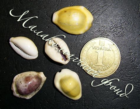 Cypraea moneta