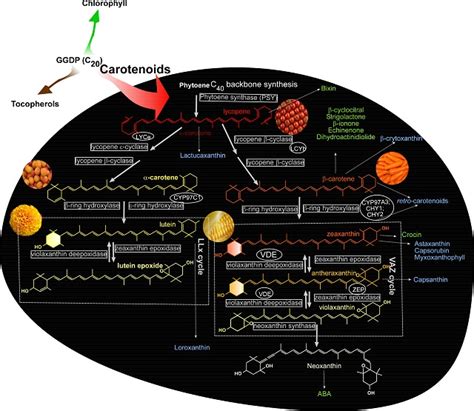 Fig Mapping Ignorance