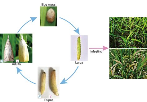 How To Combat The Rice Stem Borer Protecting Rice Crops