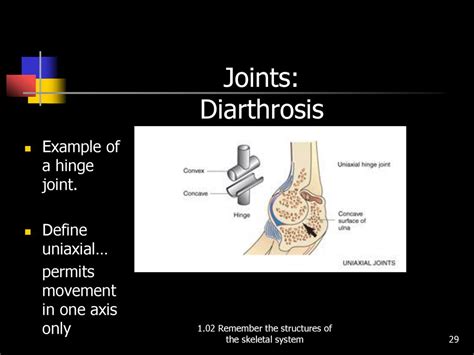 Skeletal System Ppt Download