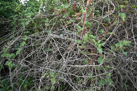 Types Of Thorny Bushes