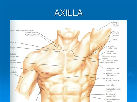 Ppt Comprehensive Guide To The Anatomy Of The Axilla Powerpoint