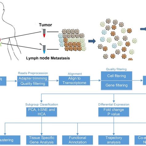 Seurat Marker Analysis Revealed Four Main Clusters In The Overall